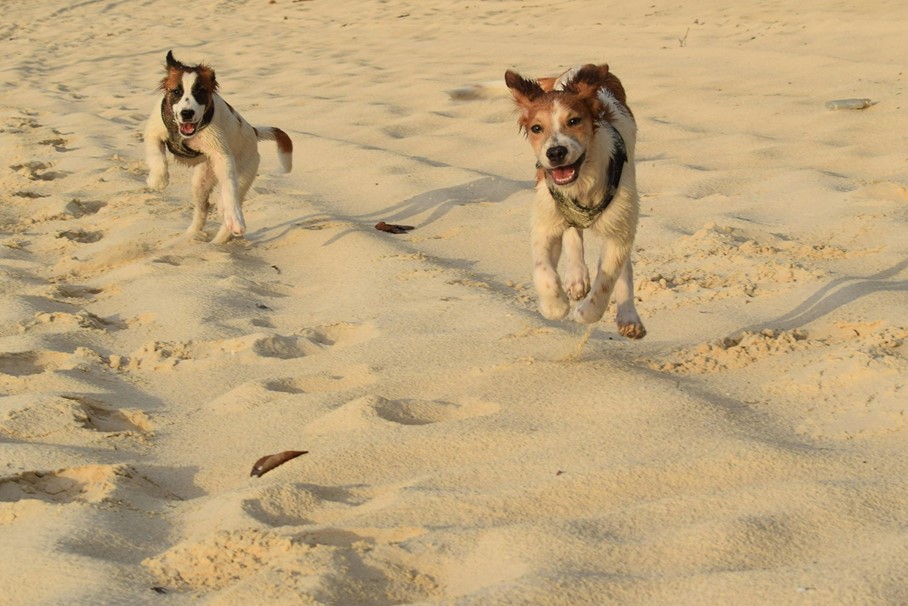De beste honden strandtent vind je in Bussloo! | Brodazz Beach